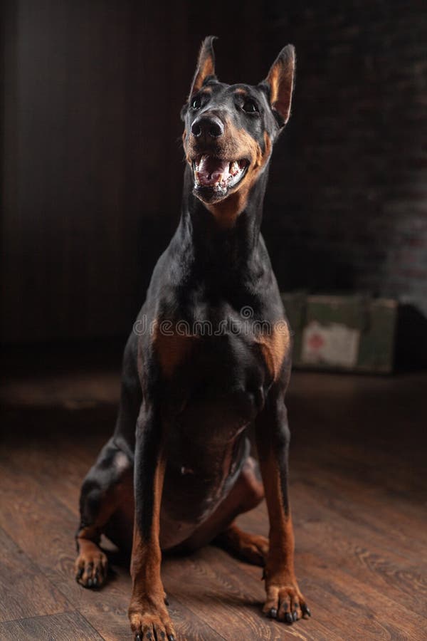 Doberman Pinscher Against Black Background Front View Stock Image ...