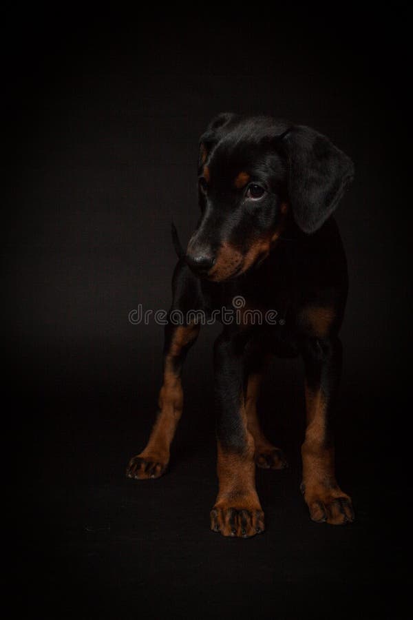 Doberman Pinscher Dobie Puppy Stock Photo - Image of indoor, brown ...