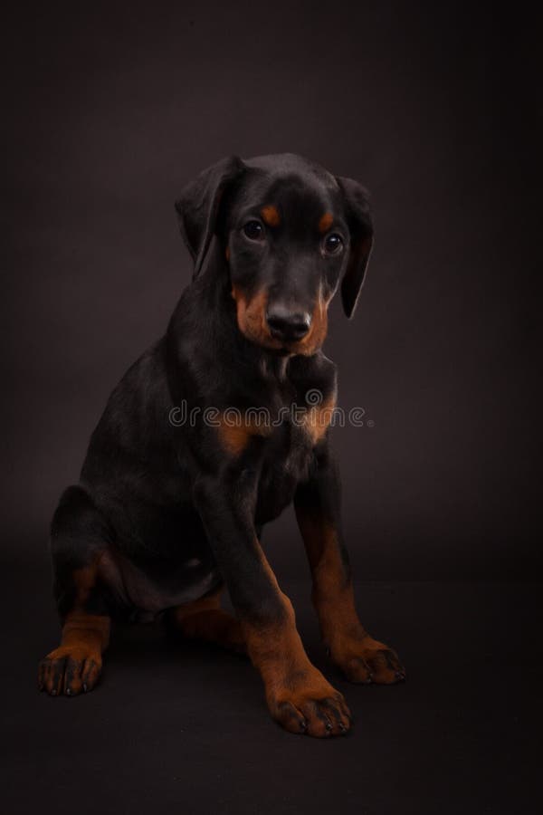 Doberman Pinscher Dobie Puppy Stock Photo - Image of mammal, looking ...