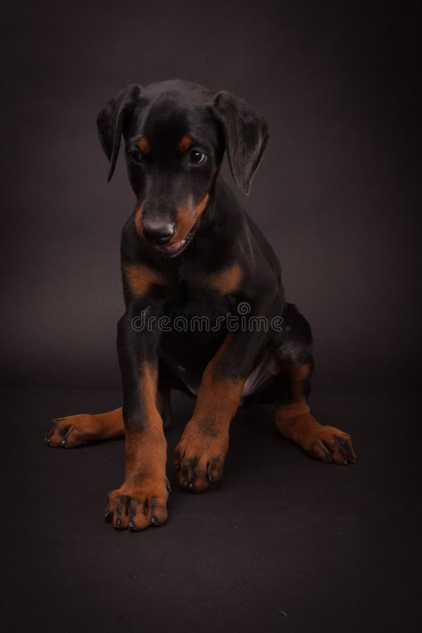 Doberman Pinscher Dobie Puppy Stock Image - Image of beauty, domestic ...