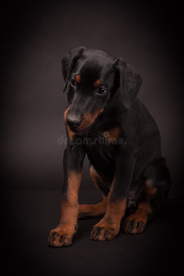 Doberman Pinscher Dobie Puppy Stock Photo - Image of obedient, adorable ...
