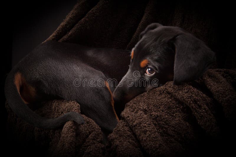 Doberman Pinscher Dobie Puppy Stock Photo - Image of cute, dobie: 89052568