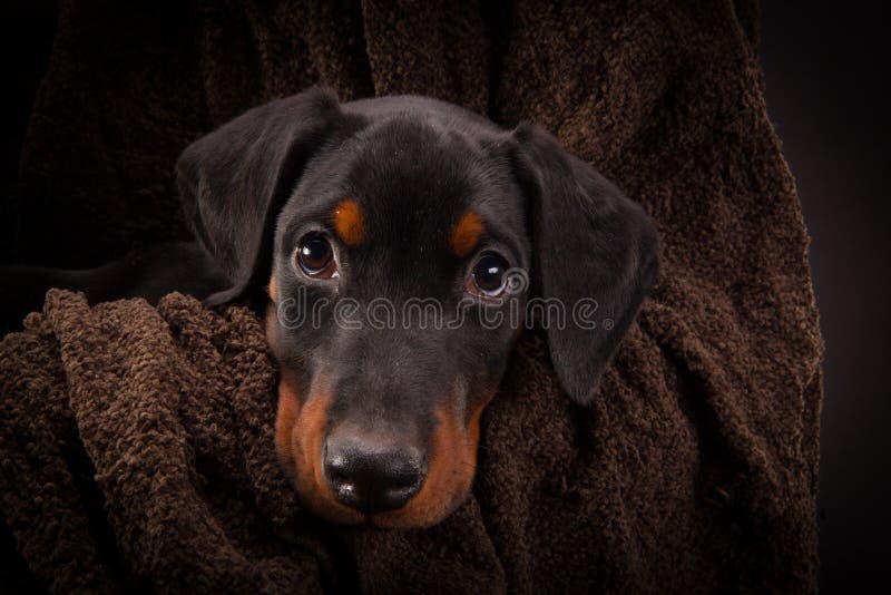 Doberman Pinscher Dobie Puppy Stock Image - Image of brown, dobermann ...