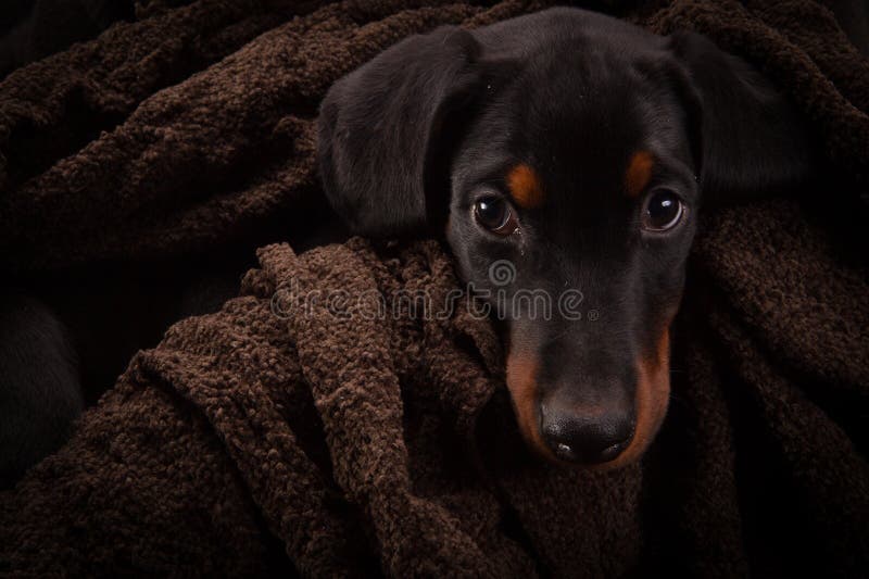 Doberman Pinscher Dobie Puppy Stock Photo - Image of brown, muzzle ...