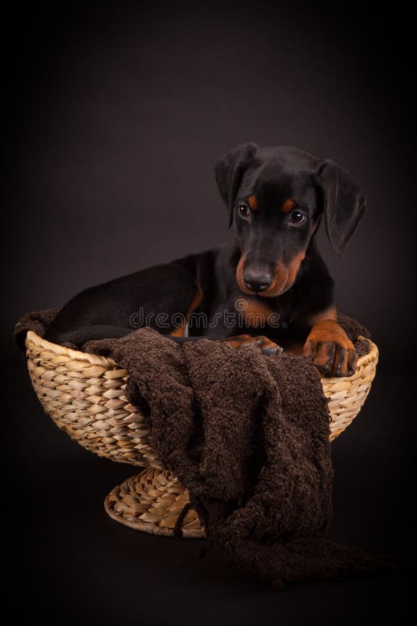 Doberman Pinscher Dobie Puppy Stock Image - Image of guard, canine ...