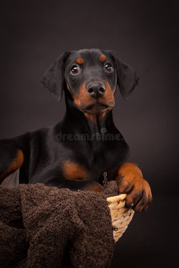 Doberman Pinscher Dobie Puppy Stock Photo - Image of friendship, black ...