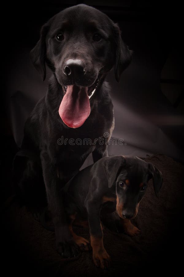 Doberman Pinscher Dobie Puppy Stock Photo - Image of guardian ...