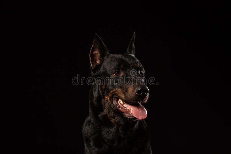 202 Doberman Front View Stock Photos - Free & Royalty-Free Stock Photos ...