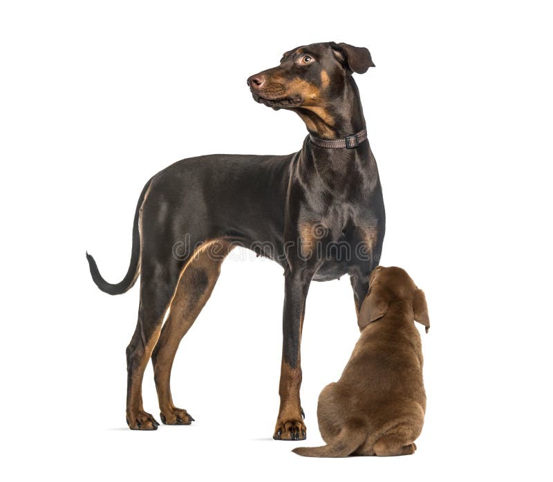 202 Doberman Front View Stock Photos - Free & Royalty-Free Stock Photos ...