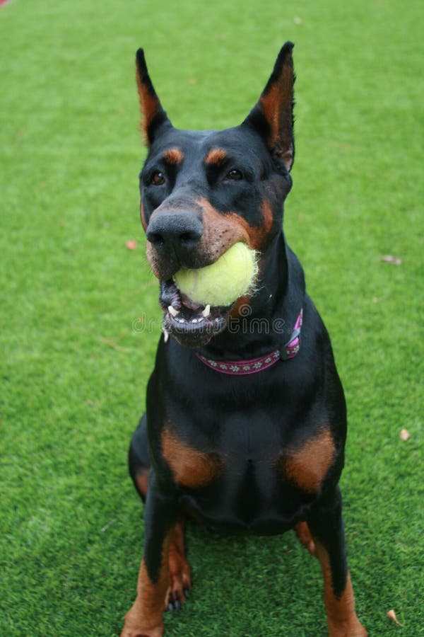 Doberman playing with ball stock photo. Image of pedigree - 9428880