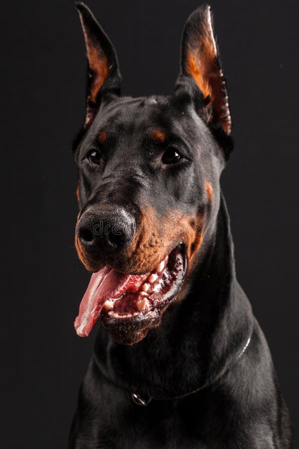 1,233,000+ Close up face doberman Free Stock Photos - StockFreeImages