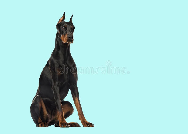 Doberman Pinscher Sentado Em Azul Foto de Stock - Imagem de fundo ...