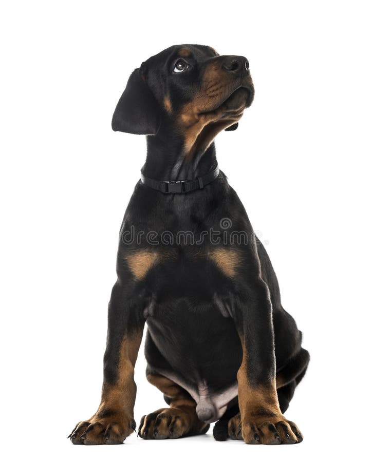 Doberman Pinscher Sitting and Looking Up, 7 Weeks Old Stock Photo ...