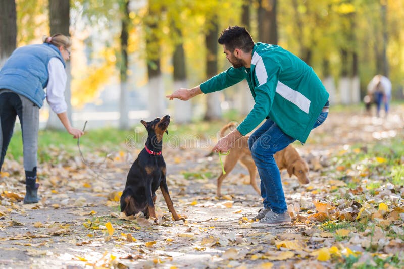 Doberman Pinscher in Training Stock Image - Image of friendship, doggy ...