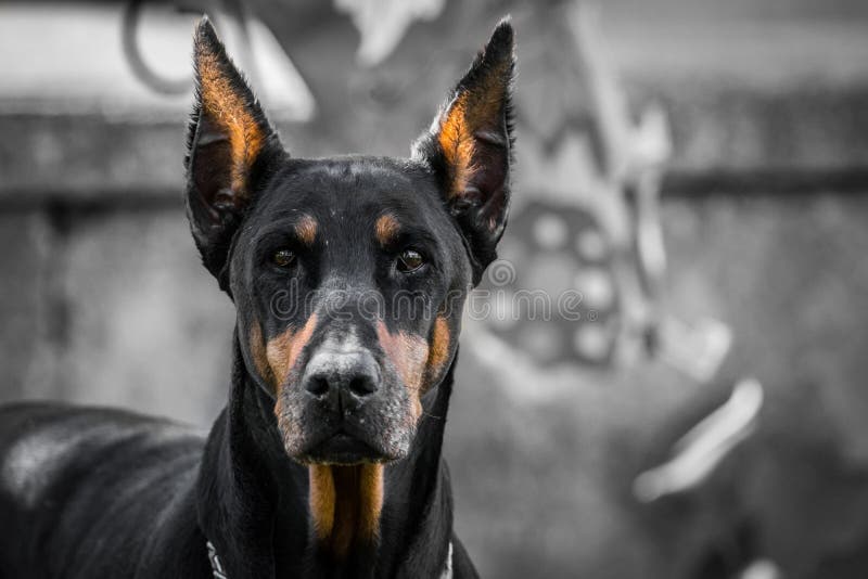 A Doberman Portrait stock photo. Image of holiday, nature - 153843718