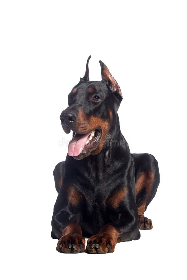 257 Doberman Psi Portret zdjęć stockowych - bezpłatne i z licencją ...