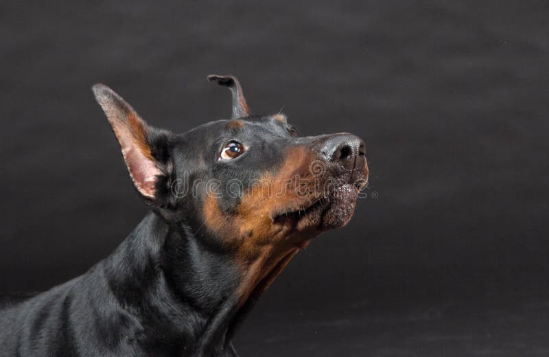 257 Doberman Psi Portret zdjęć stockowych - bezpłatne i z licencją ...