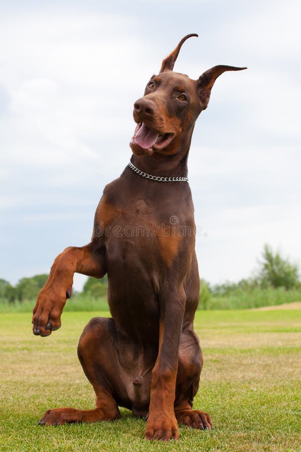 Dobermann image stock. Image du brun, extérieur, chiot - 104957381