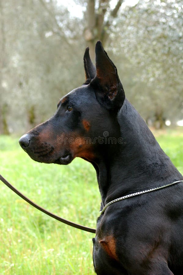 Dobermann Nero Maschio Che Si Siede Nell'infrarosso Immagine Stock - Immagine di maschio, nero ...