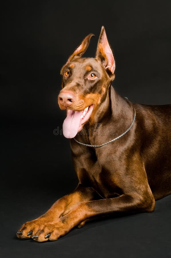 Pinscher Brun Menteur De Dobermann Photo stock - Image of réseau, canin ...