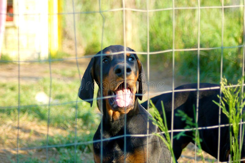 Dobermann Valp Bak Staketet Fotografering för Bildbyråer - Bild av valp ...