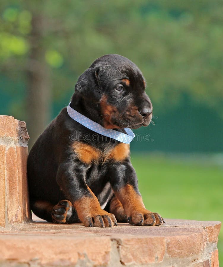 Dobermann Valp Bak Staketet Fotografering för Bildbyråer - Bild av valp ...