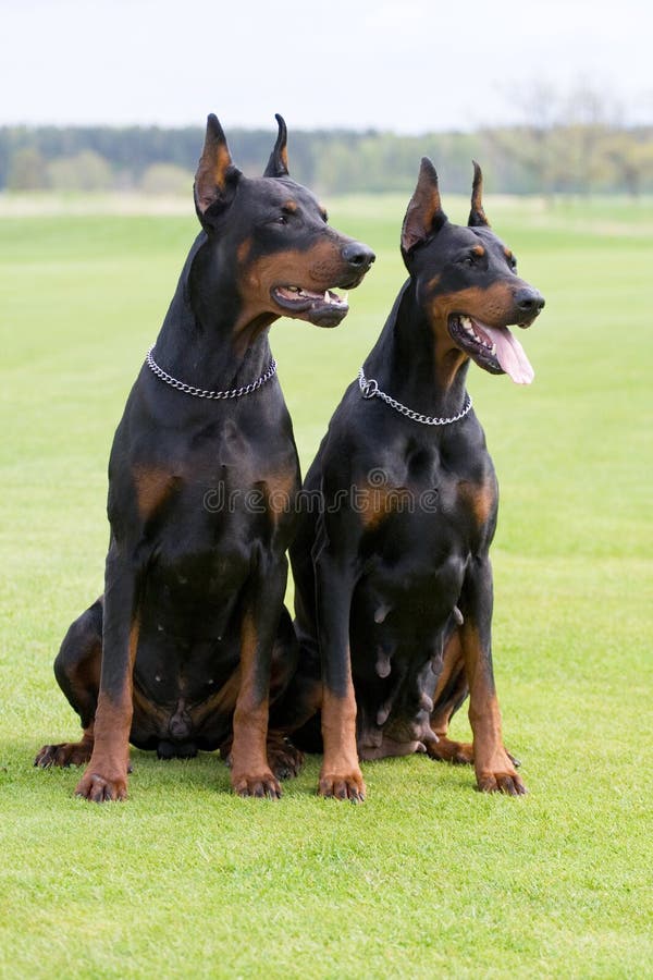 Due dobermans marroni fotografia stock. Immagine di nero - 104957398