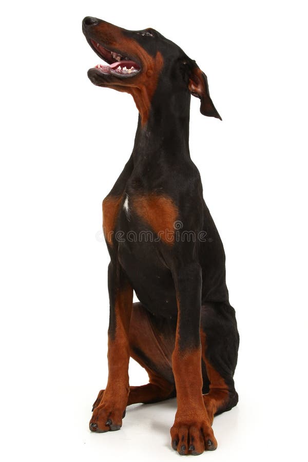 Dobermanvalp 2 fotografering för bildbyråer. Bild av hund - 87769015