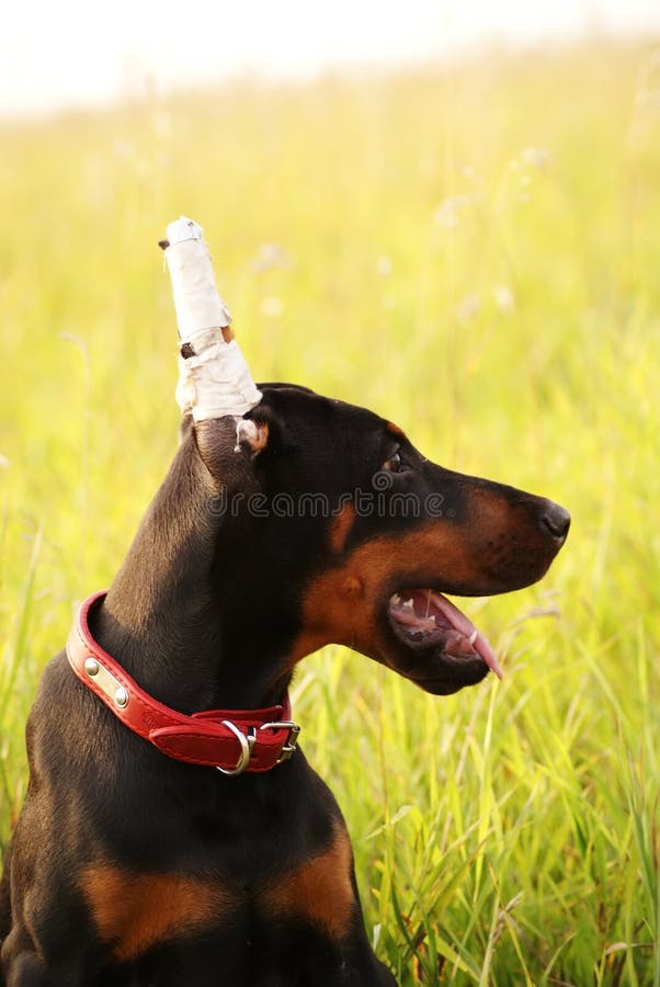 Dobermanvalp arkivfoto. Bild av förmyndare, gräs, valp - 7014830
