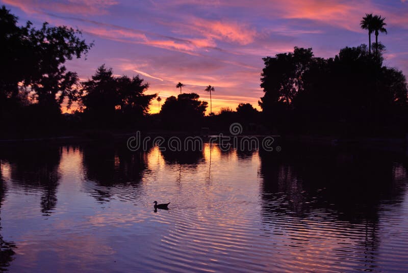 Dobson Ranch Sunset Photo Palm Trees Reflection Stock Photo - Image of ...