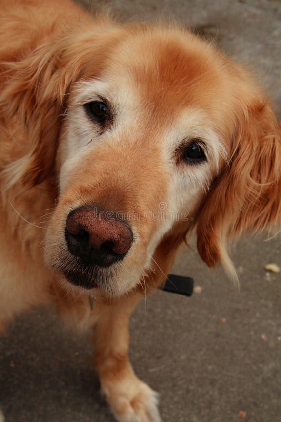 Doby Sunshine Stock Photos - Free & Royalty-Free Stock Photos from ...