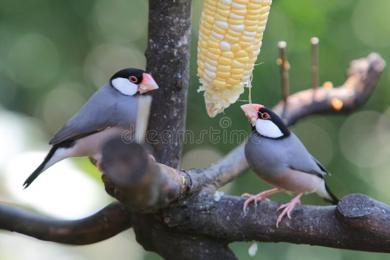 Doce Java Sparrow Solo Tocando Em Um Galho Na Natureza Imagem de Stock - Imagem de passarinho ...