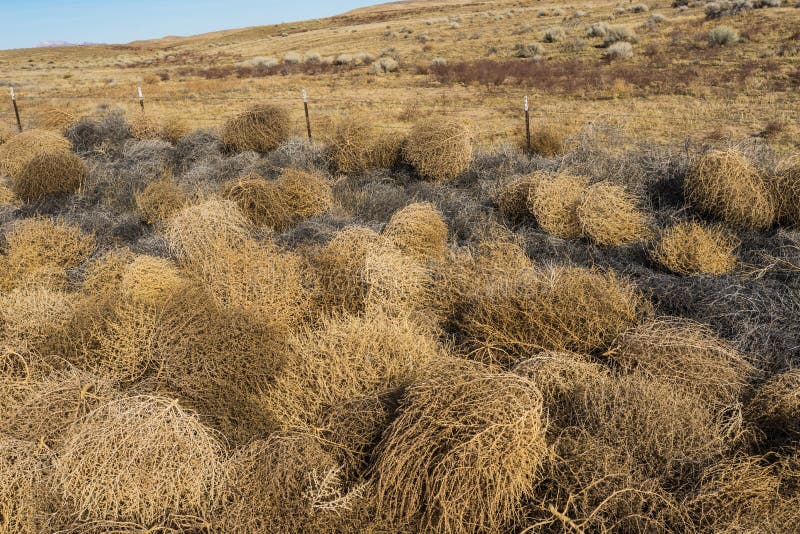 Docenas De Planta Rodadora Muerta En Pila Imagen de archivo - Imagen de ...