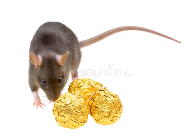 Doces Engraçados Do Rato E De Chocolate Isolados No Branco Imagem de ...