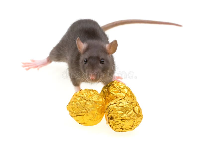 Doces Engraçados Do Rato E De Chocolate Isolados No Branco Imagem de ...