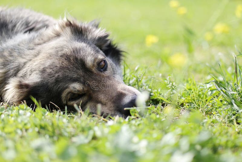 Docile Dog, Docile Dog and Natural Background Stock Image - Image of ...
