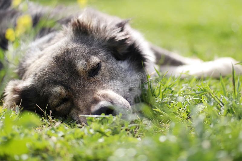 Docile Dog, Docile Dog and Natural Background Stock Image - Image of ...