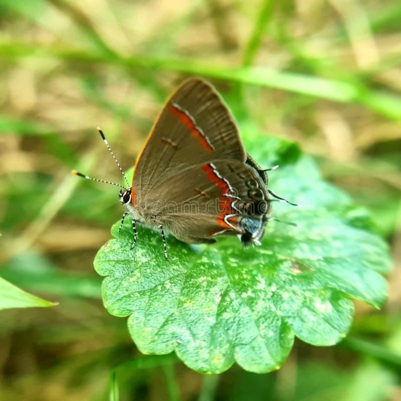 Docile little butterfly stock photo. Image of insect - 289183692