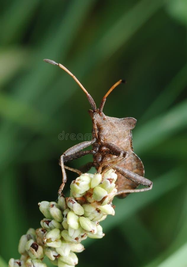 Dock Bug (Coreus Marginatus) on a Flower Stock Photo - Image of macro ...