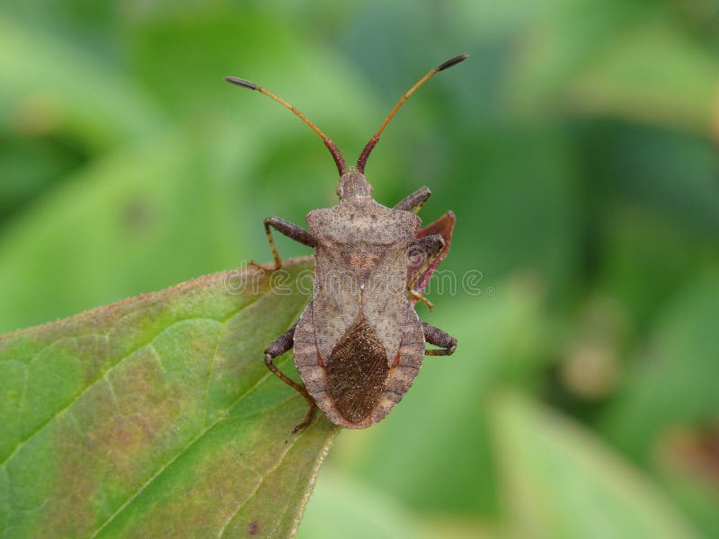 Dock Bug Coreus Marginatus. Stock Image - Image of leaf, macro: 184926607