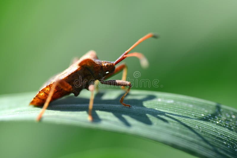Dock bug Coreus marginatus stock photo. Image of invertebrate - 191664646