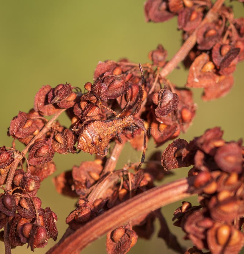 Dock Bug Coreus Marginatus Nymph on Brown Dry Sorrel Stock Image ...