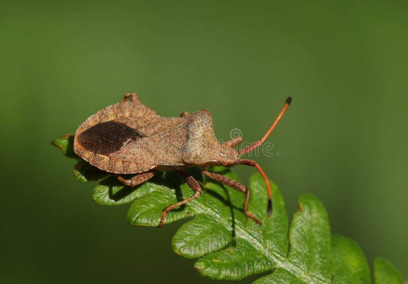 A Dock Bug, Coreus Marginatus, Perched on a Bracken Leaf at the Edge of ...