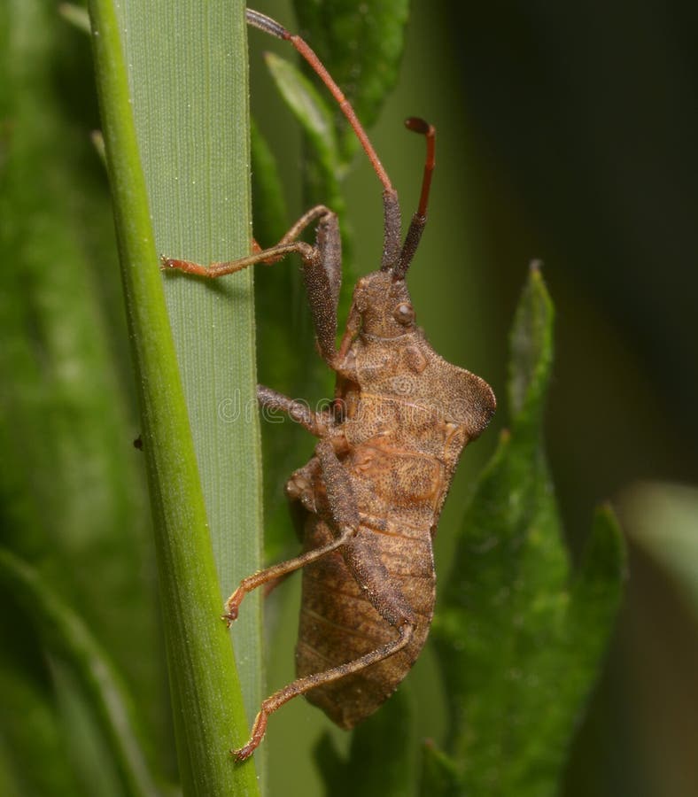 Dock Bug Coreus Sitting Plant Stem Stock Photos - Free & Royalty-Free ...
