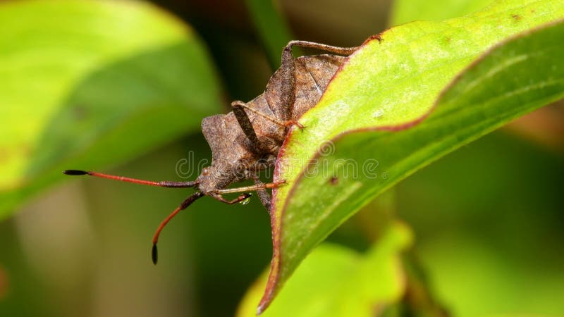 Dock Bug or Dock Leaf Bug, Coreus Marginatus Stock Video - Video of ...