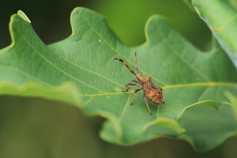 Dock bug stock image. Image of marginatus, coreus, nature - 232726985