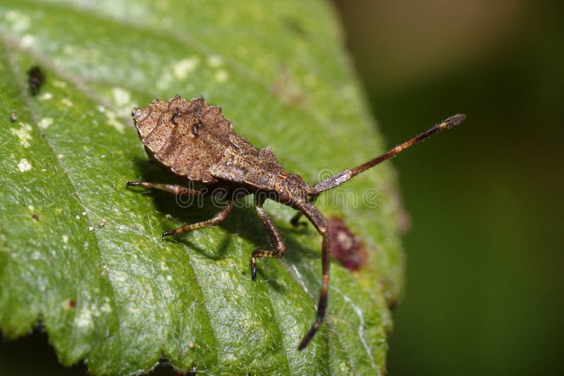 stock photo. Image of antenna, field, garden, close - 58853236