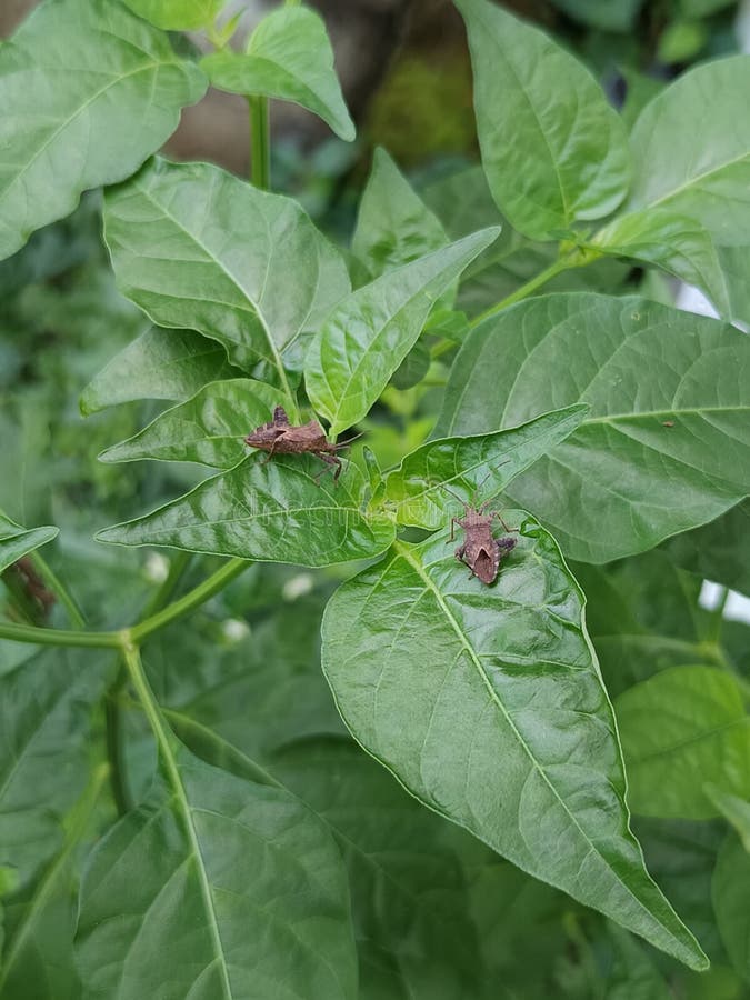 The Dock Bugs on the Top of Chili Leaves Stock Photo - Image of leaf ...