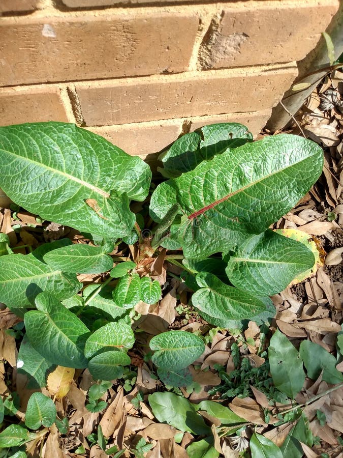 Dock an edible herb stock photo. Image of garden, shrub - 224361522