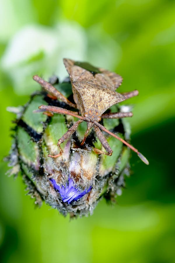 Dock Leaf Beetle, Gastrophysa Viridula Mating Stock Photo - Image of ...